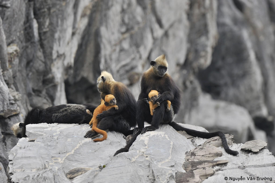 WCS Vietnam > Wildlife > Primates