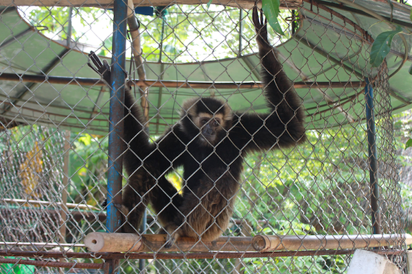 WCS Vietnam > Wildlife > Primates