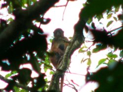 Preuss's red colobus